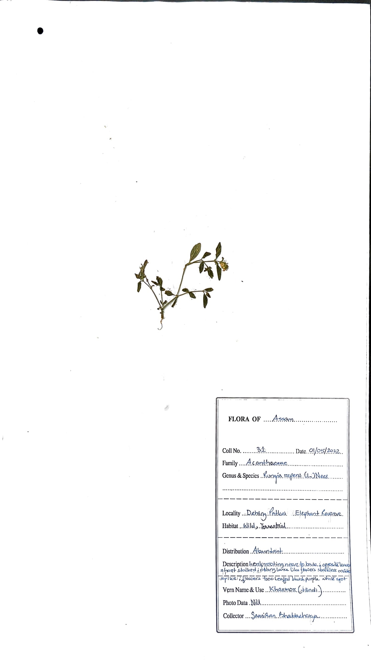 Kharmor (Hin.) - Herbarium Specimen Details