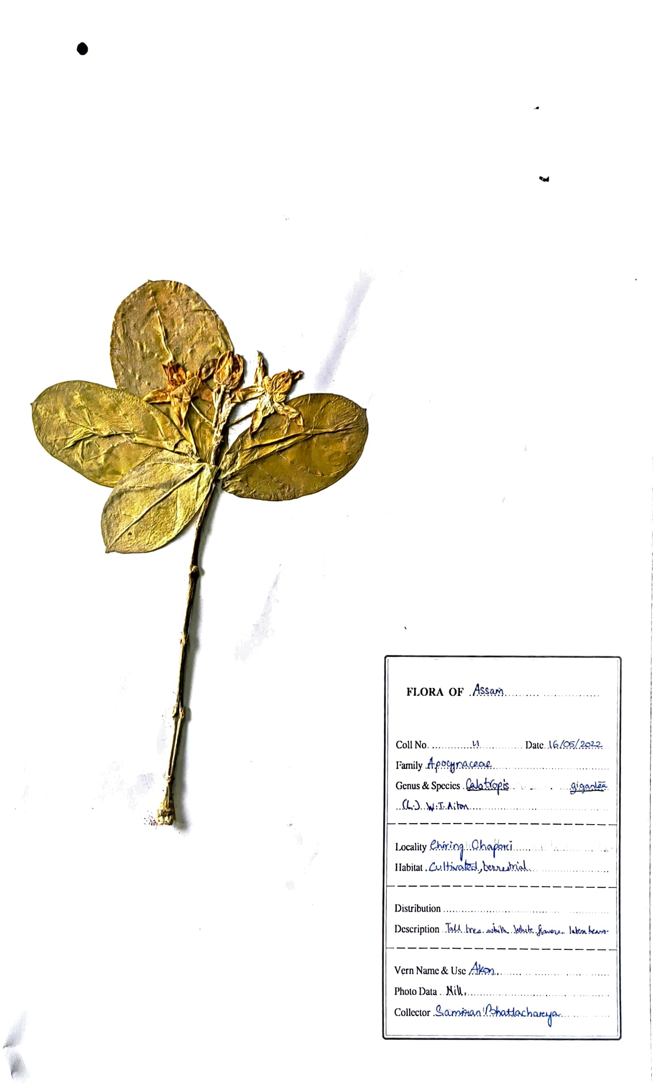 Herbarium - DHSK College Plant Species