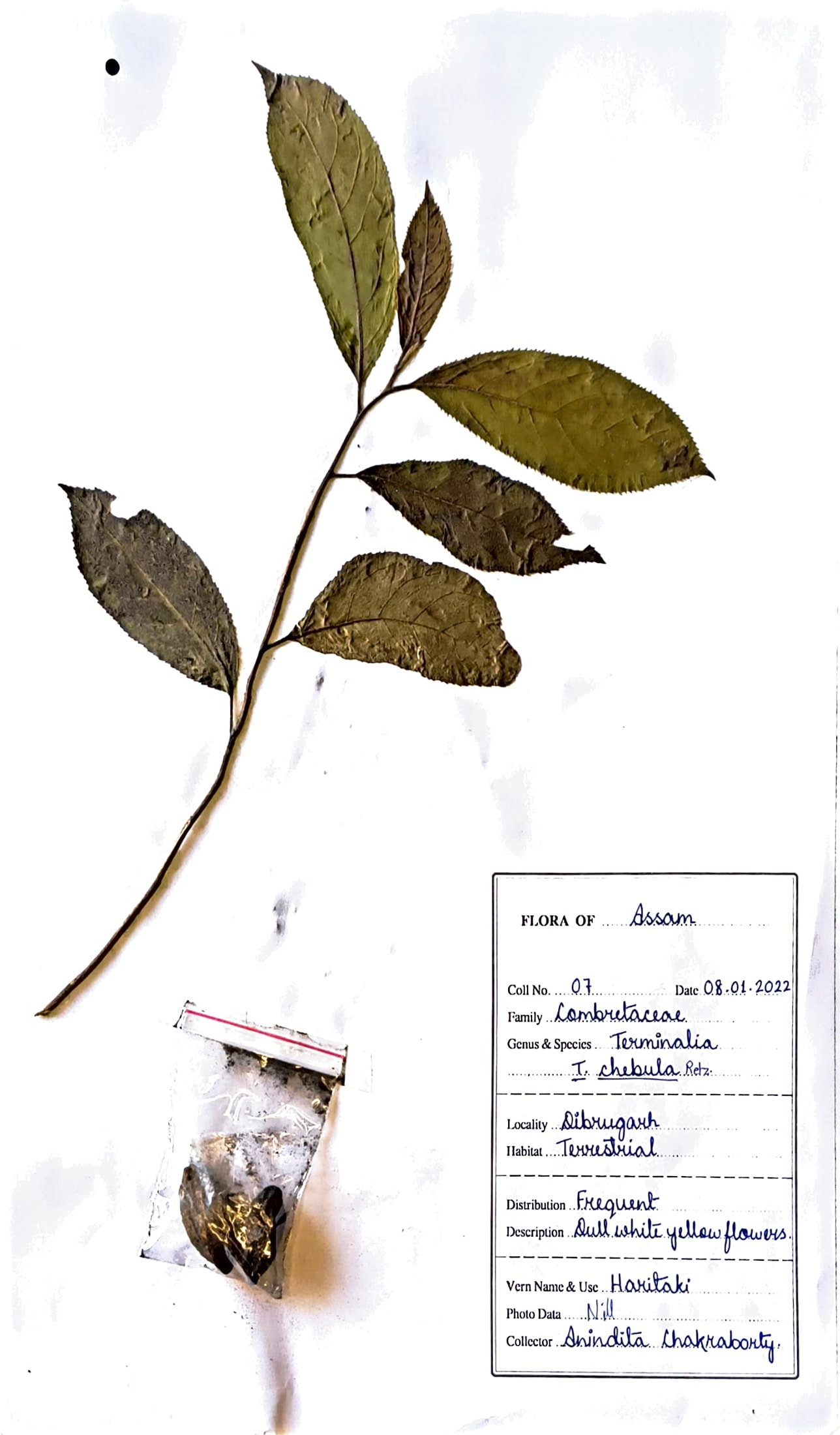 Hilikha (Ass.) - Herbarium Specimen Details