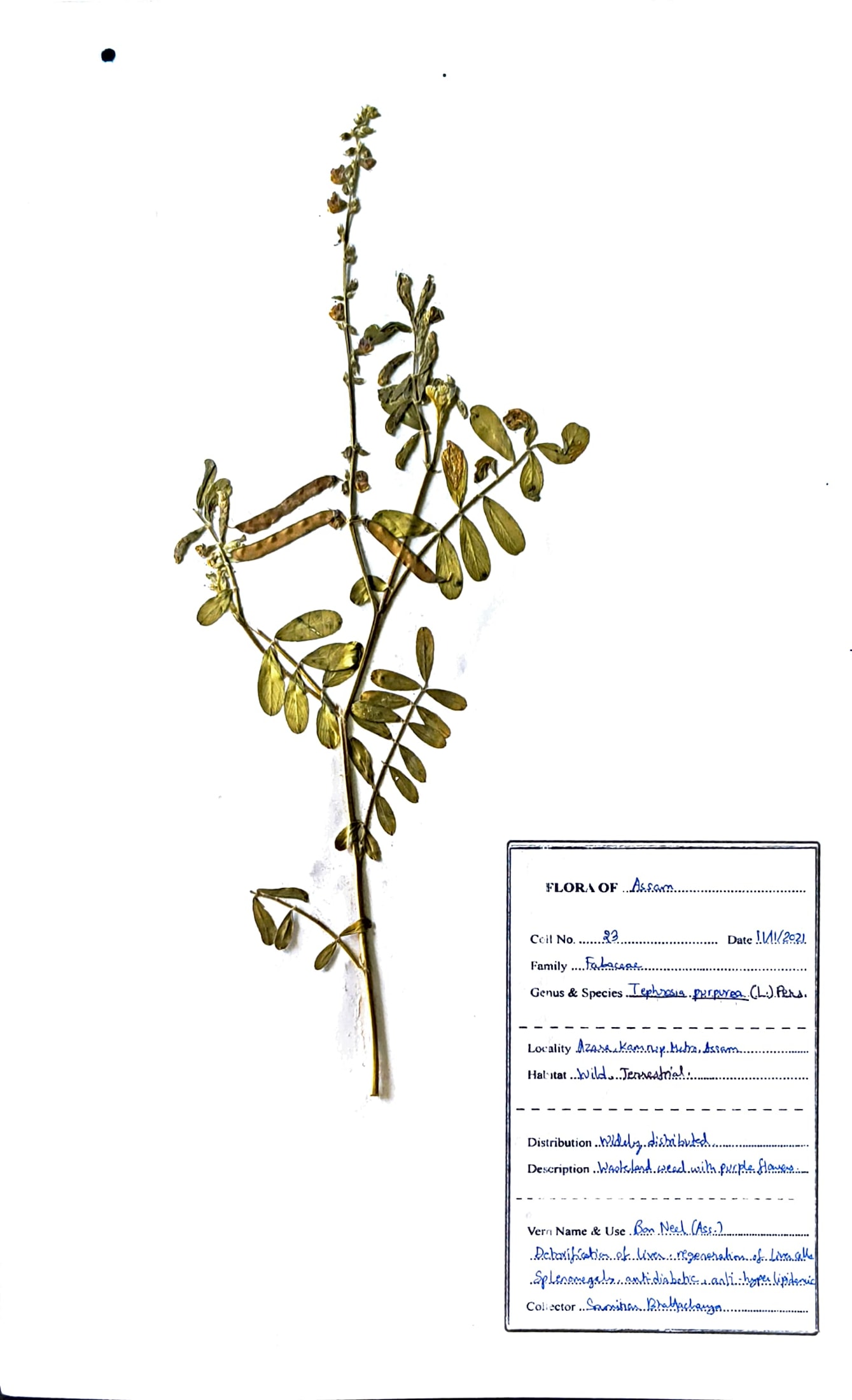 Bon neel (Ass.) - Herbarium Specimen Details