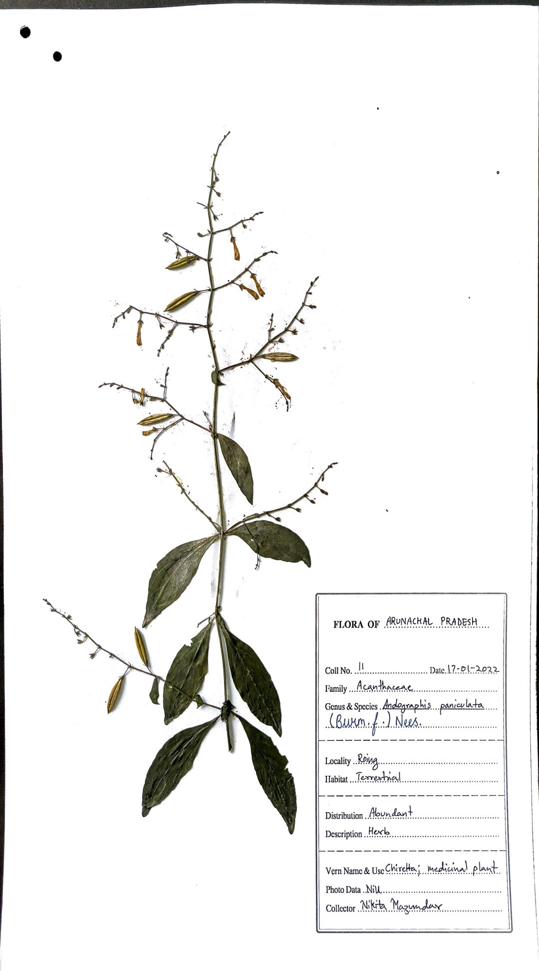 Kalmegh - Herbarium Specimen Details